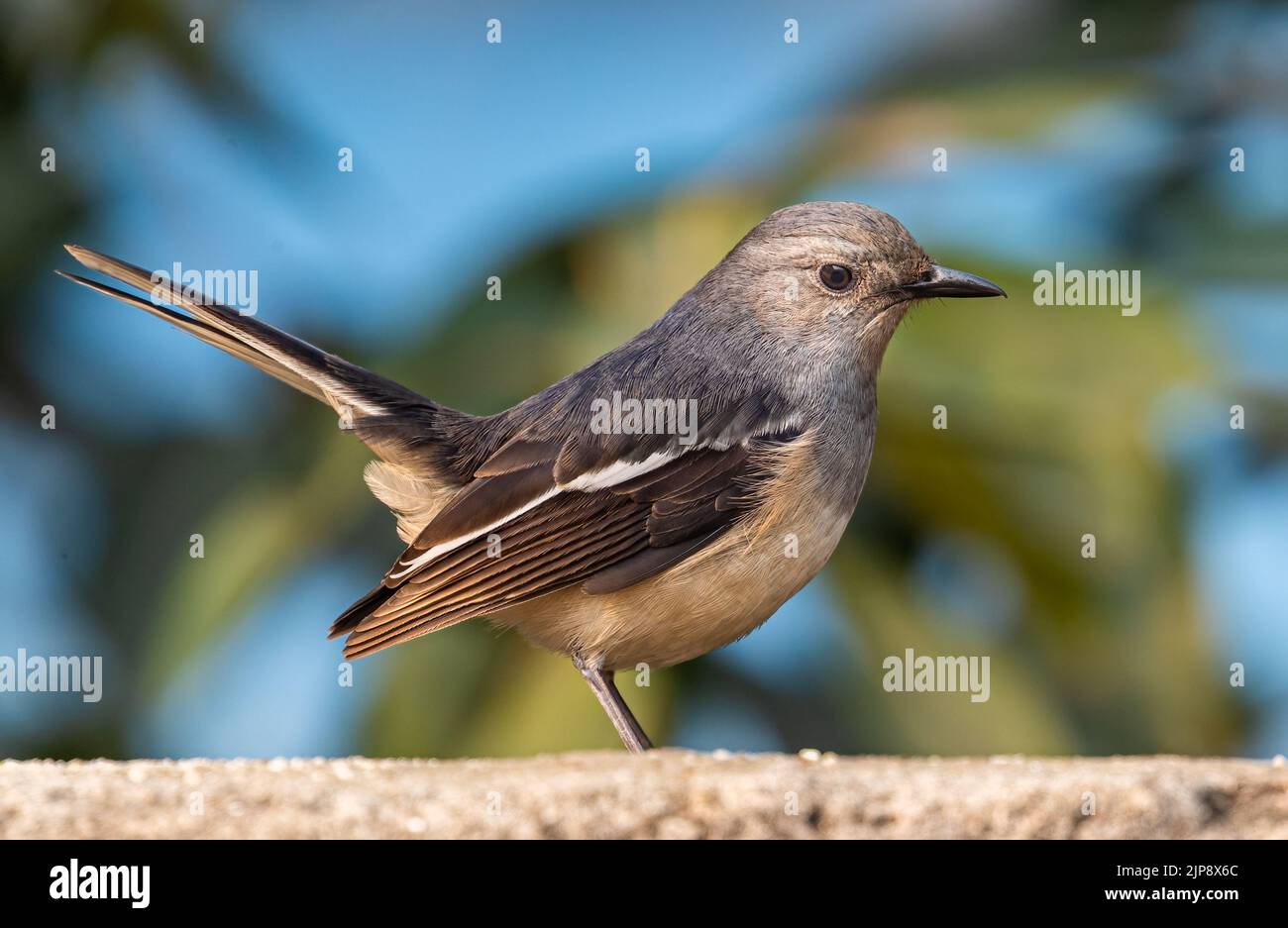 A Female Magpie looking down for food Stock Photo - Alamy