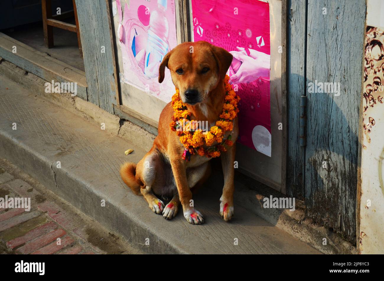 Kukkur Tihar or Kukur dogs in diwali festival of lights on second day ...