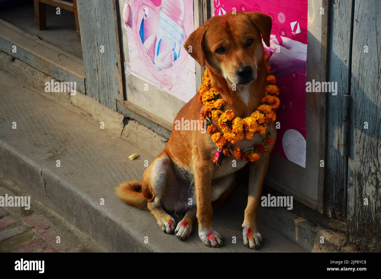 Kukur tihar hi-res stock photography and images - Alamy