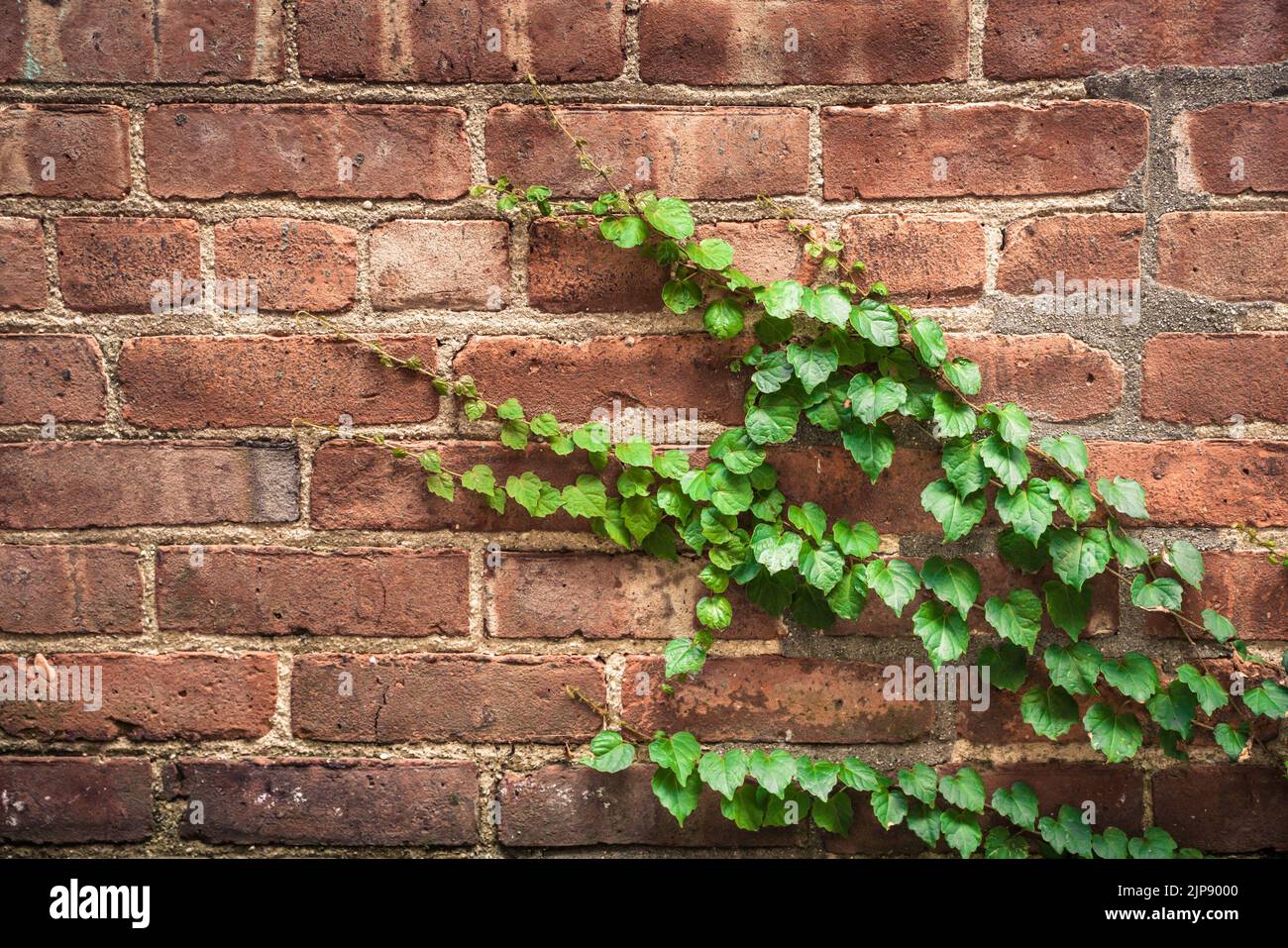 Backdrop image of Brick exterior wall with creepy green ivy vine Stock ...