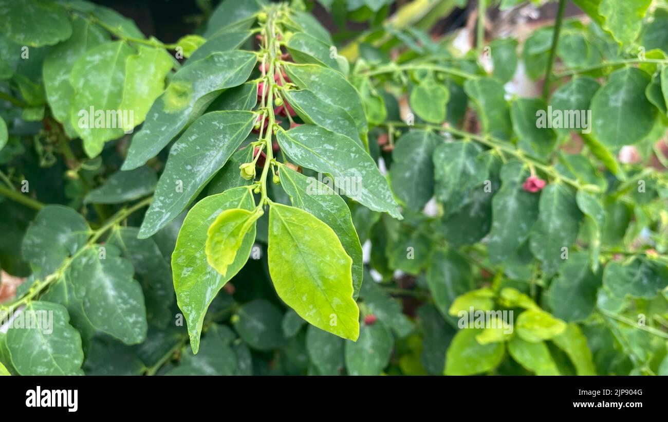 A closeup of green leaves of katuk (Sauropus androgynus Stock Photo - Alamy