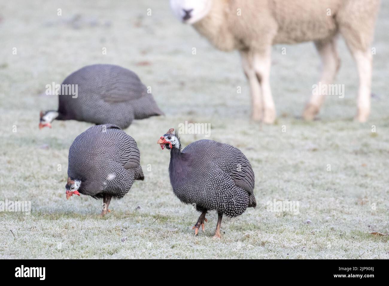 Guinea fowl in winter hi-res stock photography and images - Alamy