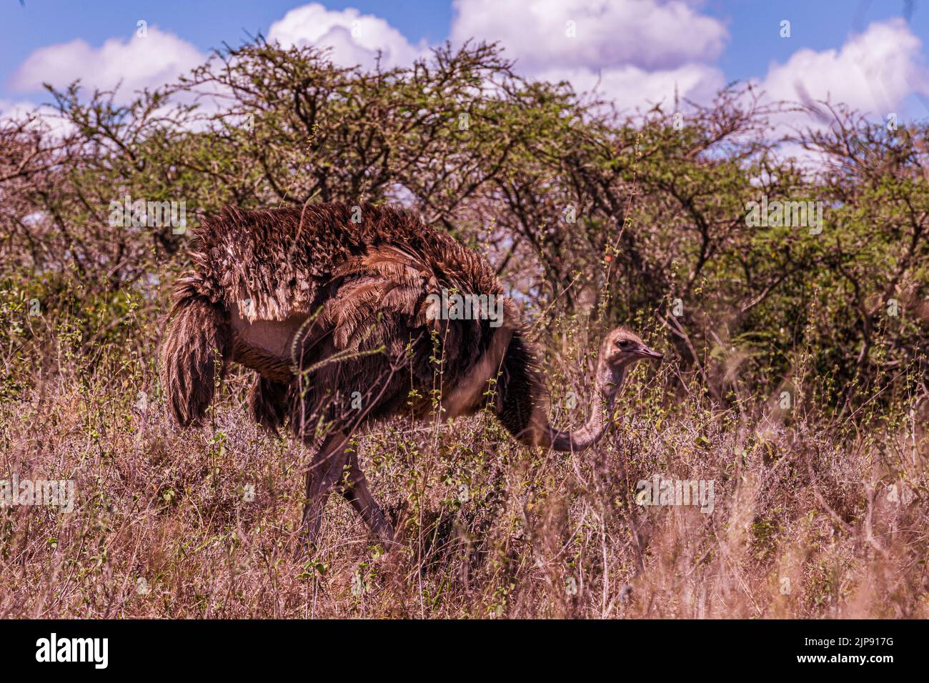 Nairobi National Parks Kenyas Capital City County Ostriches are large ...