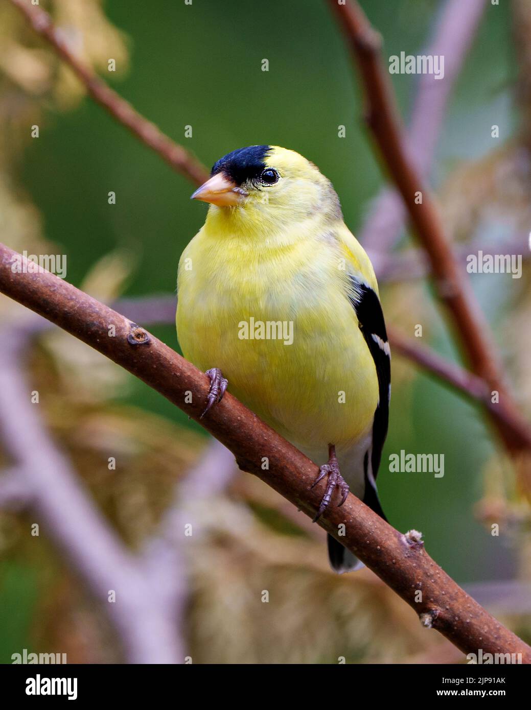 American Goldfinch male close-up profile view, perched on a branch with ...