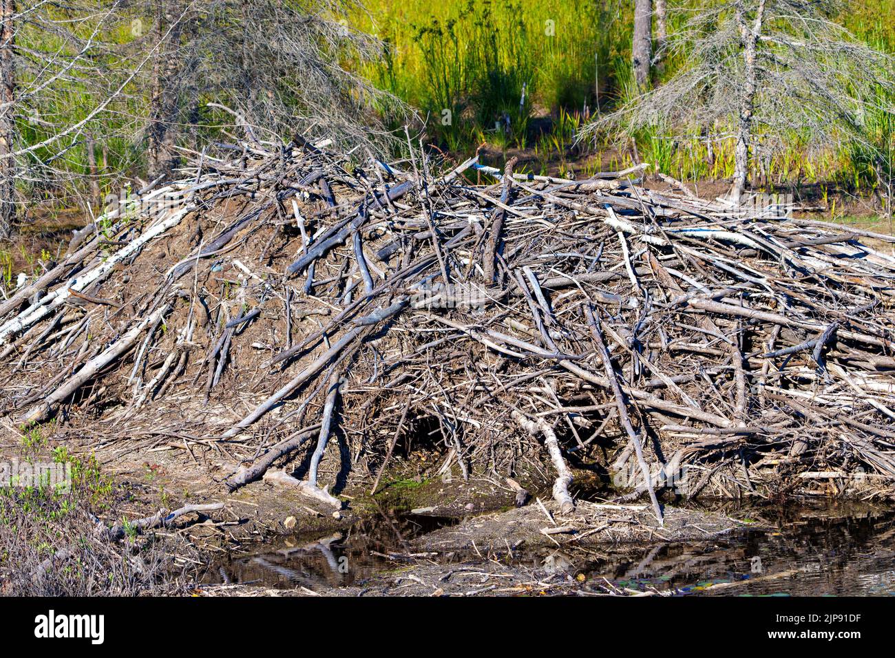 Beaver lodge displaying beaver entrance in the summer time. Beaver ...
