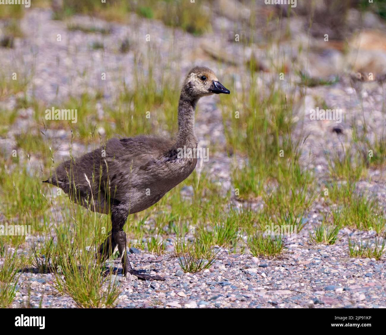Juvenile Canadian Goose close up profile side view, walking in the ...