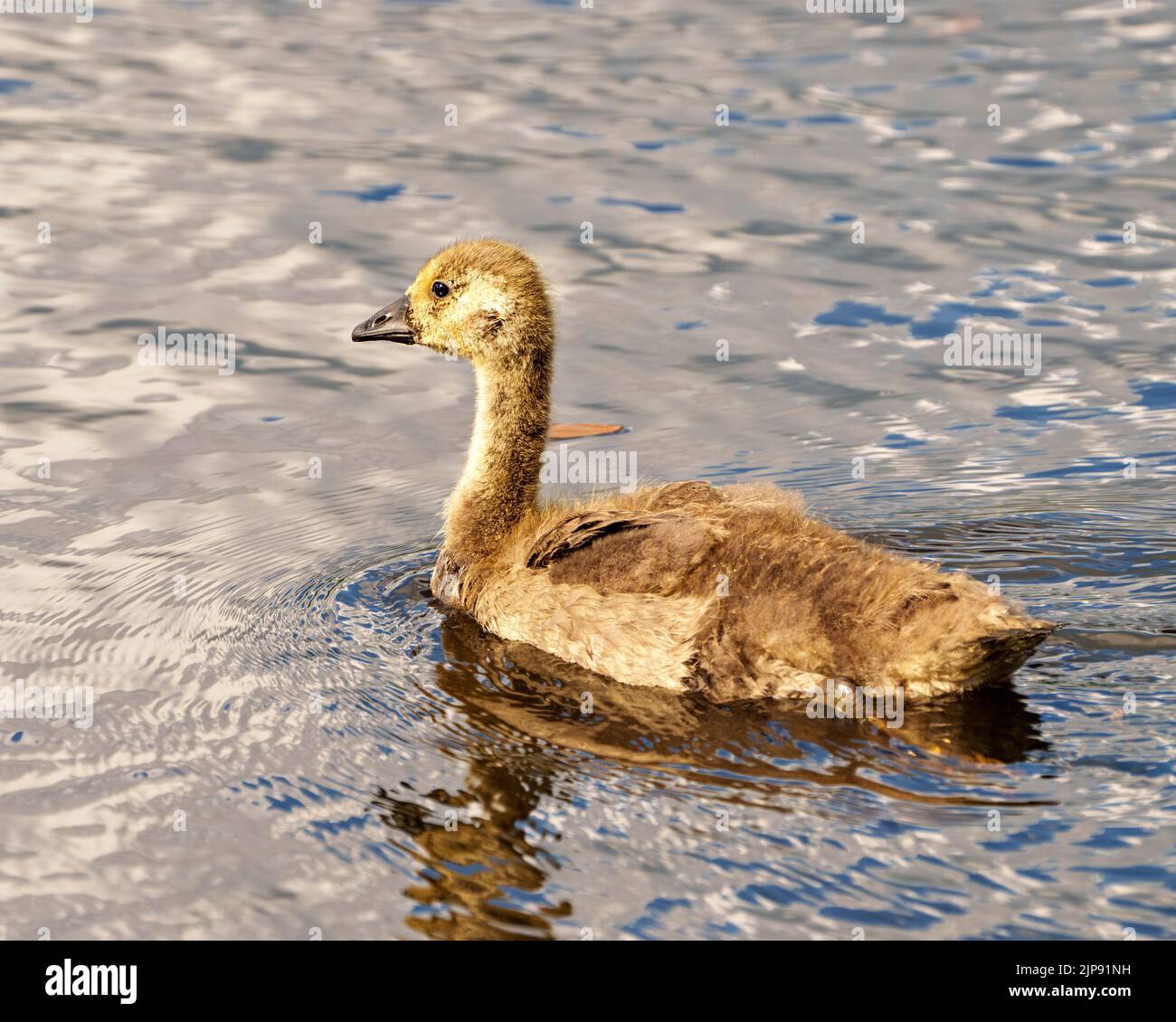 Juvenile Canadian Goose close up profile side view, swimming with blur ...