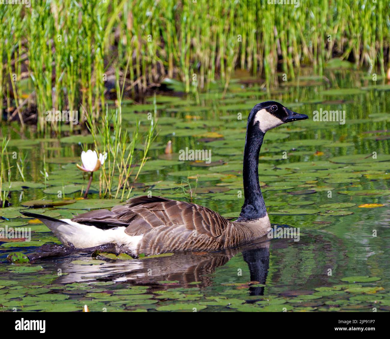 Canada Goose swimming in the water with lily pads and foliage ...