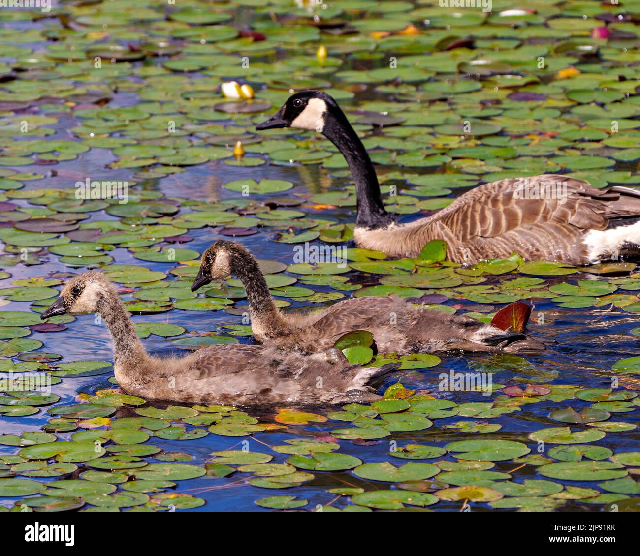 Canadian Goose with gosling babies swimming in their environment and ...