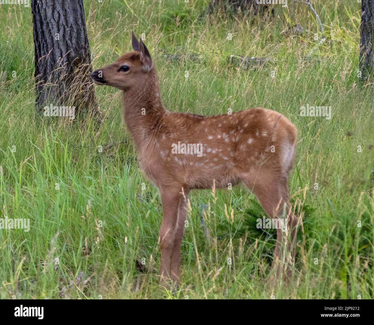New born baby elk close-up profile view exploring in the forest with ...