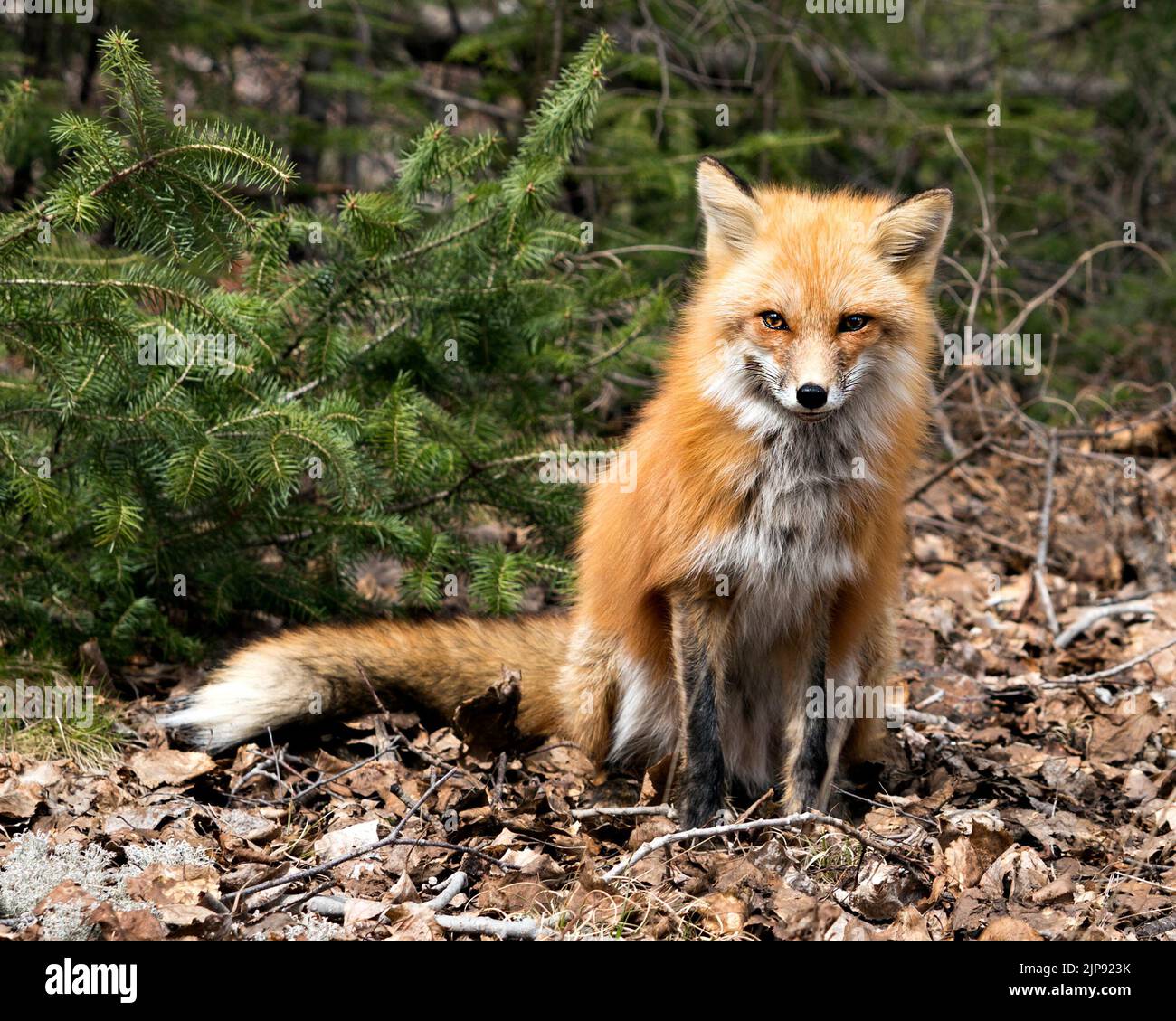 Red fox close-up profile view in the spring season displaying fox tail ...