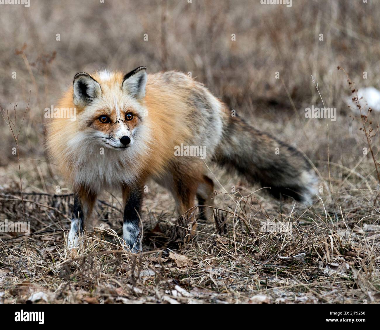 Red unique fox close-up profile looking at camera in the spring season ...