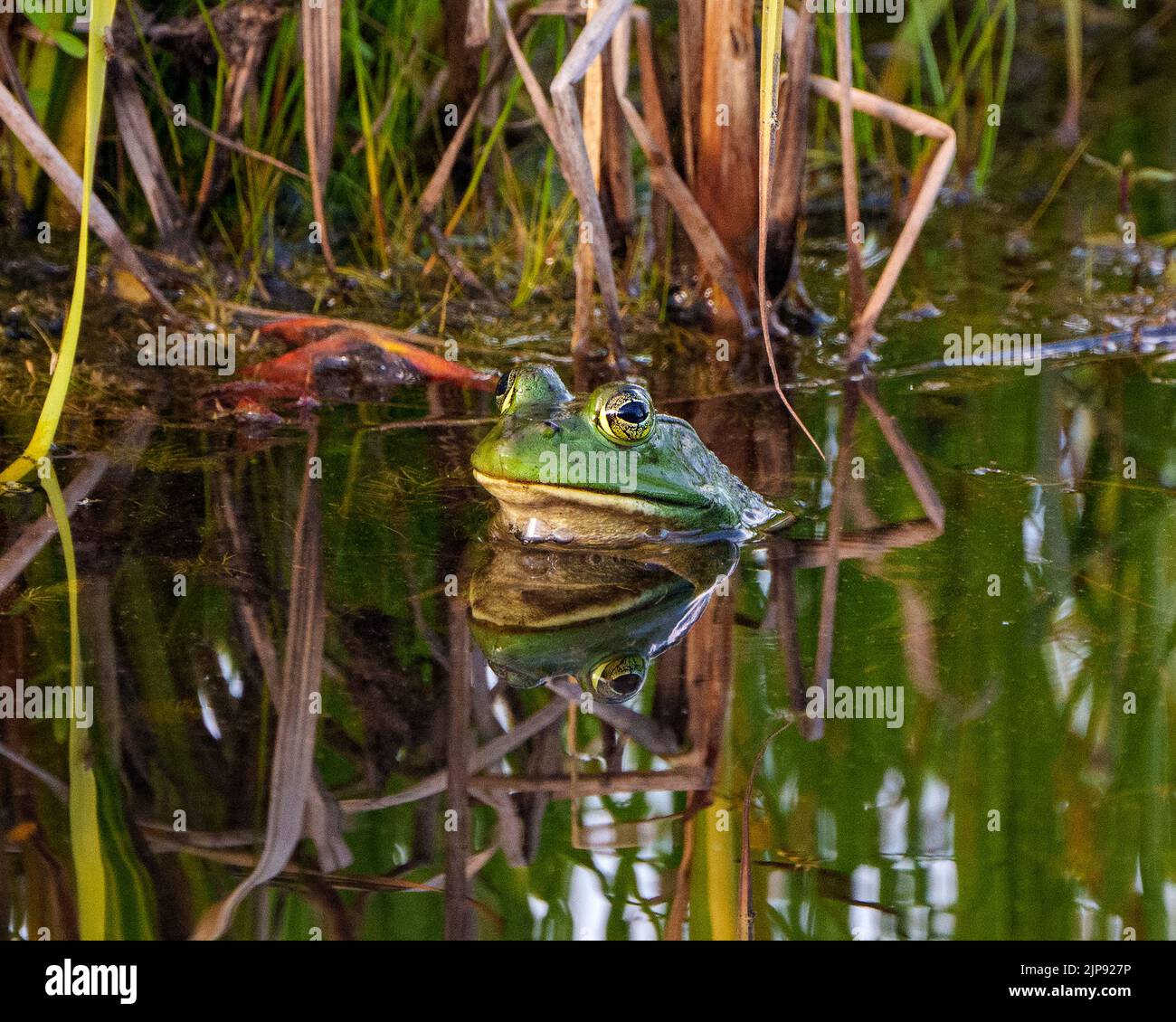 Frog sitting in the water displaying body, head, legs, eyes and ...