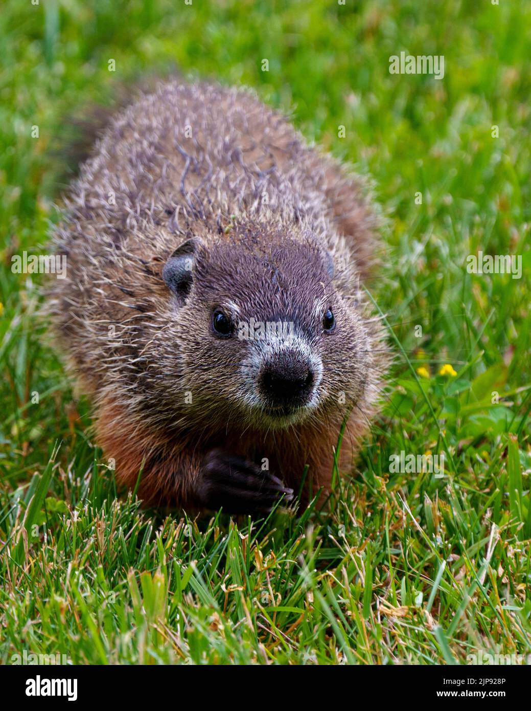 Groundhog close-up view in the field with grass background in its ...