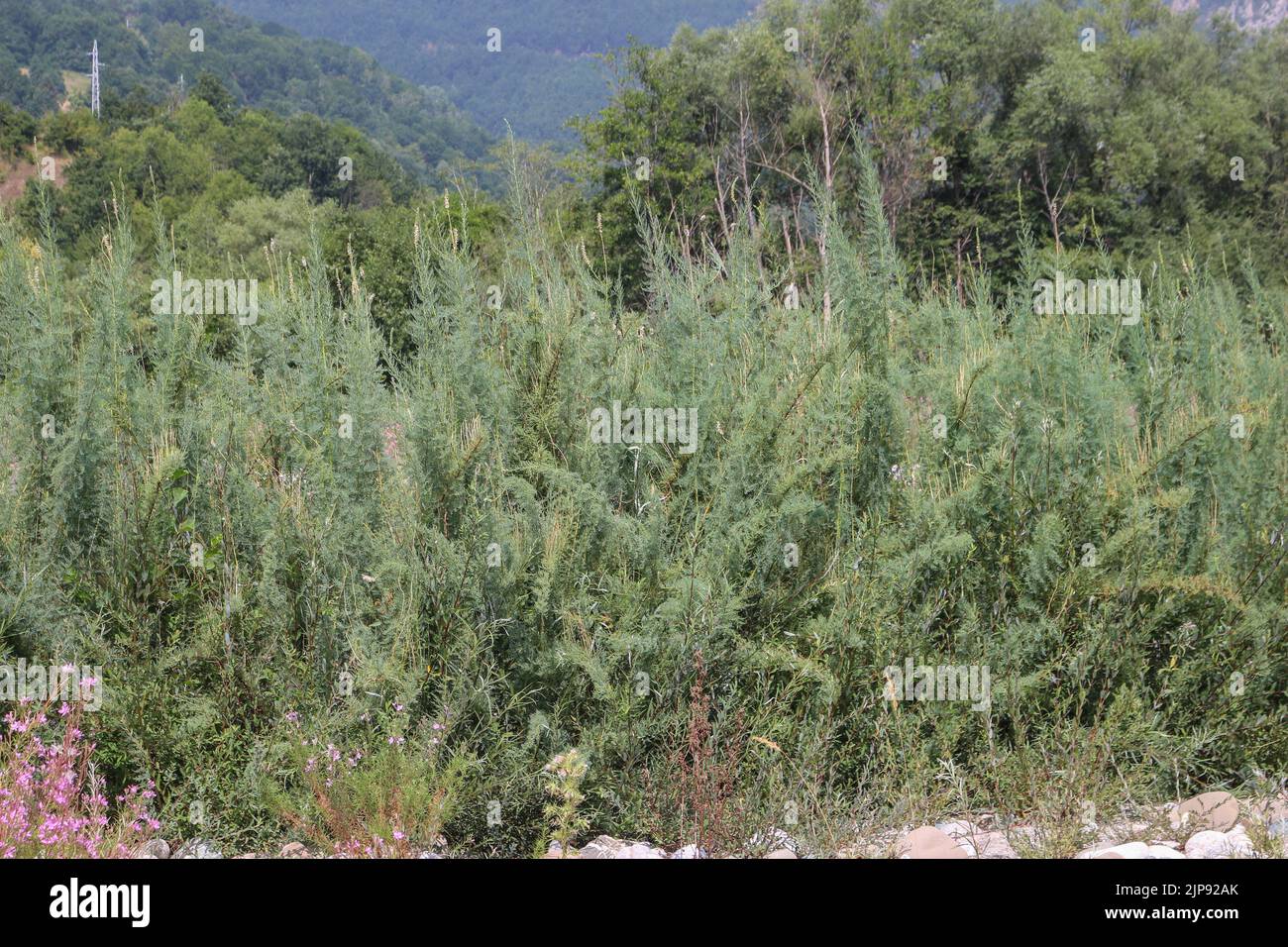 German tamarisk (latin name: Myricaria germanica) on the shore of Lim ...