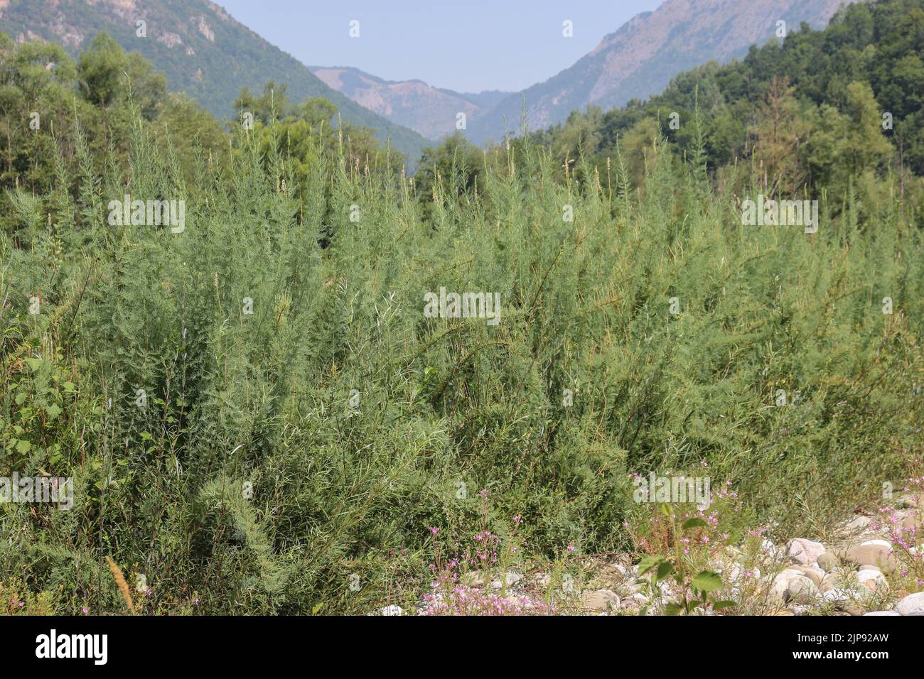 German tamarisk (latin name: Myricaria germanica) on the shore of Lim ...