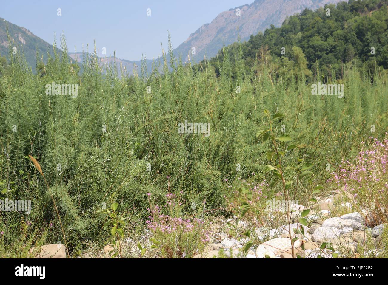 German tamarisk (latin name: Myricaria germanica) on the shore of Lim ...