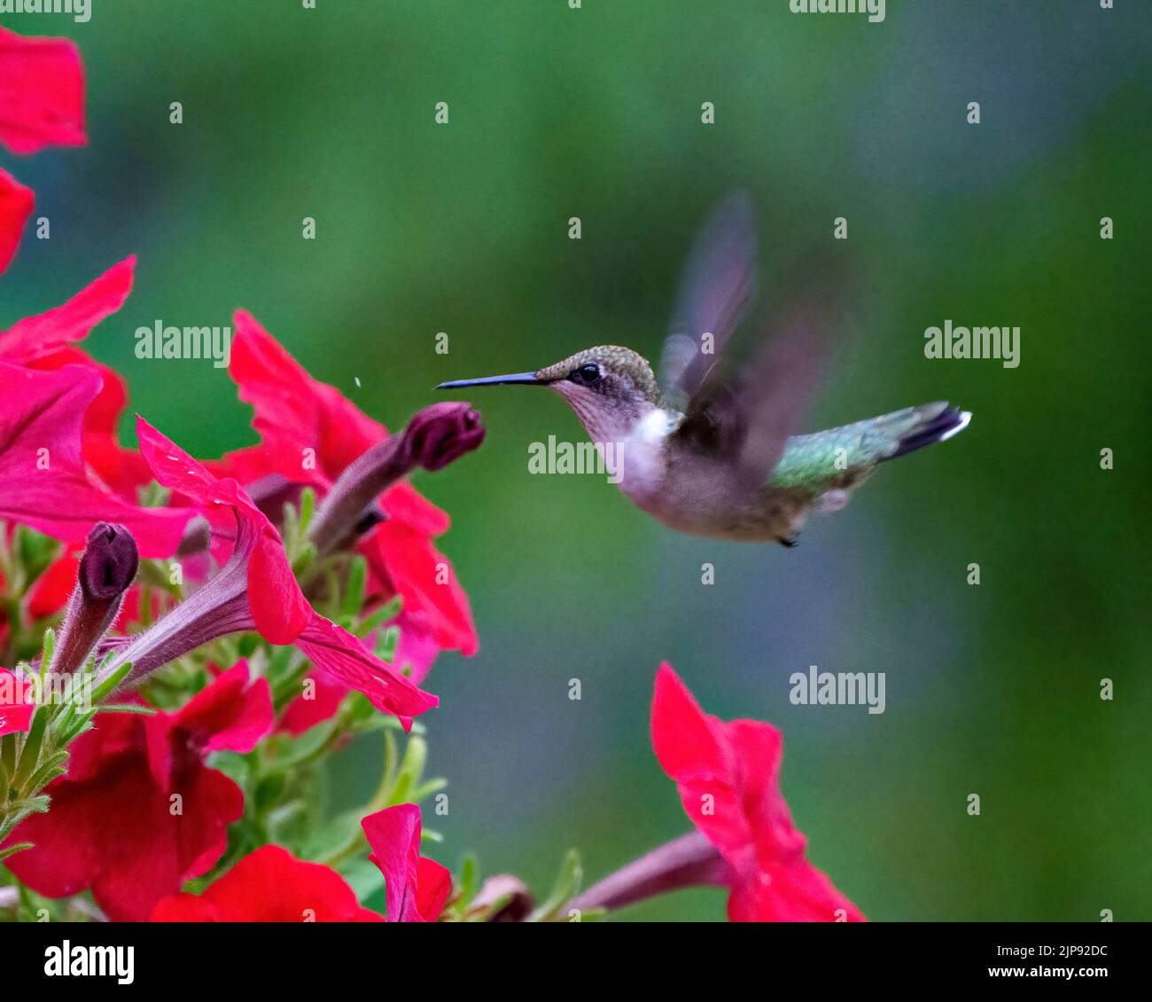 Hummingbird ruby throat female feeding on petunias with a green ...