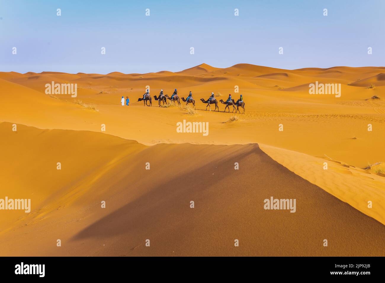 Camel caravan in Sahara desert Merzouga, Morocco Stock Photo - Alamy