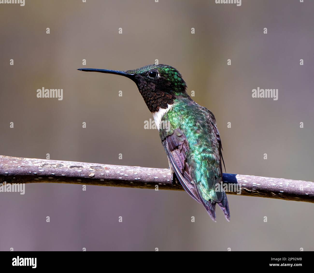 Hummingbird ruby throat male close-up view perched on a branch ...