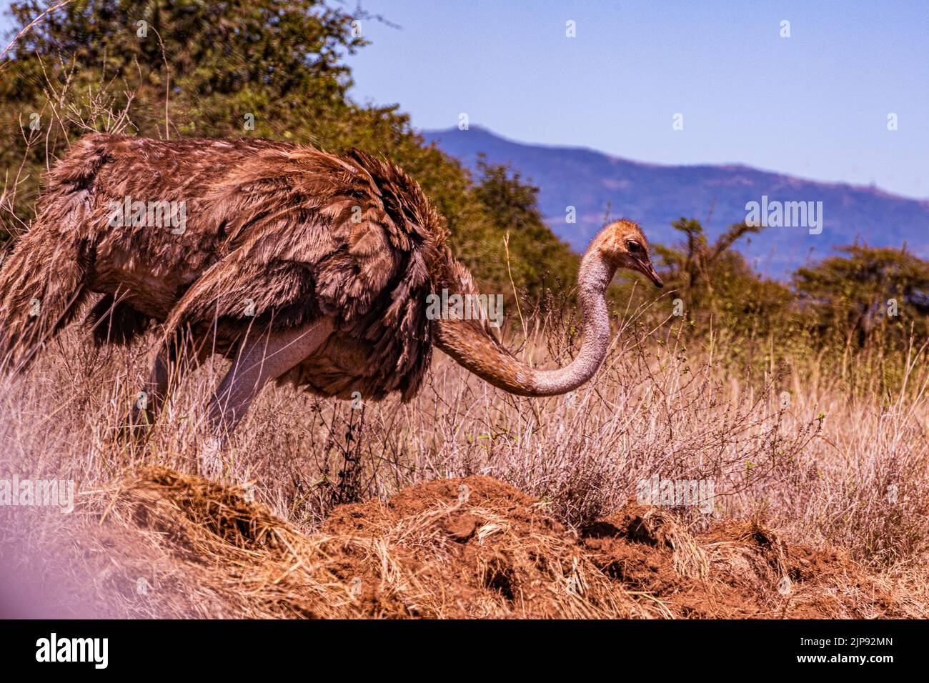 Nairobi National Parks Kenyas Capital City County Ostriches are large ...