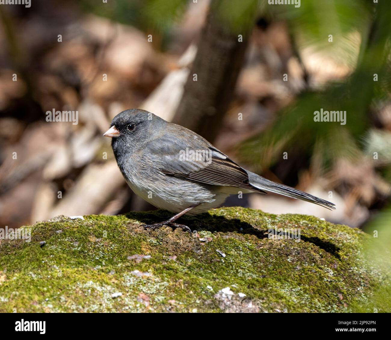 Junco bird standing on moss displaying grey feather plumage, head, eye ...