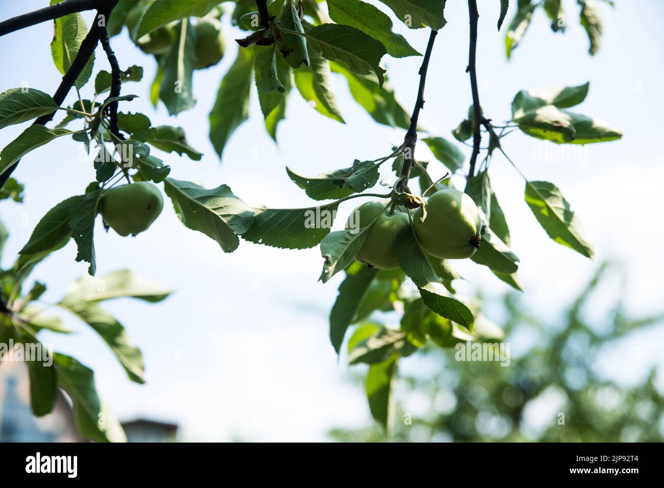 Apple tree with young apple fruits. Unripe apples grow on an apple tree ...