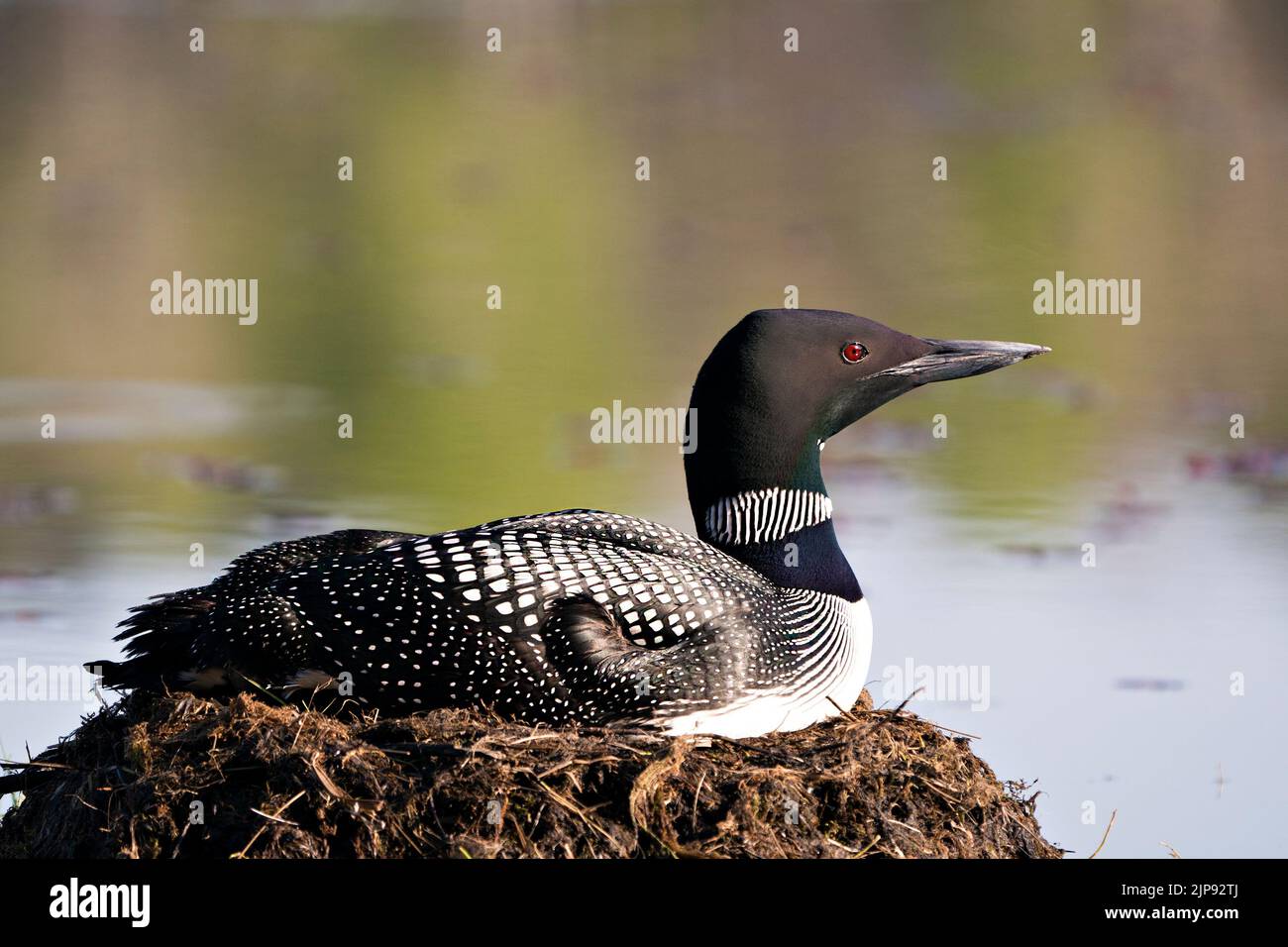 Loon nesting on its nest with marsh grasses, mud and water in its environment and habitat ...