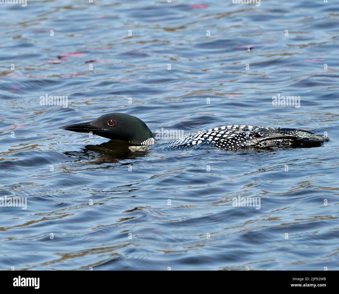 Loon close-up profile side view swimming in the lake in its environment ...