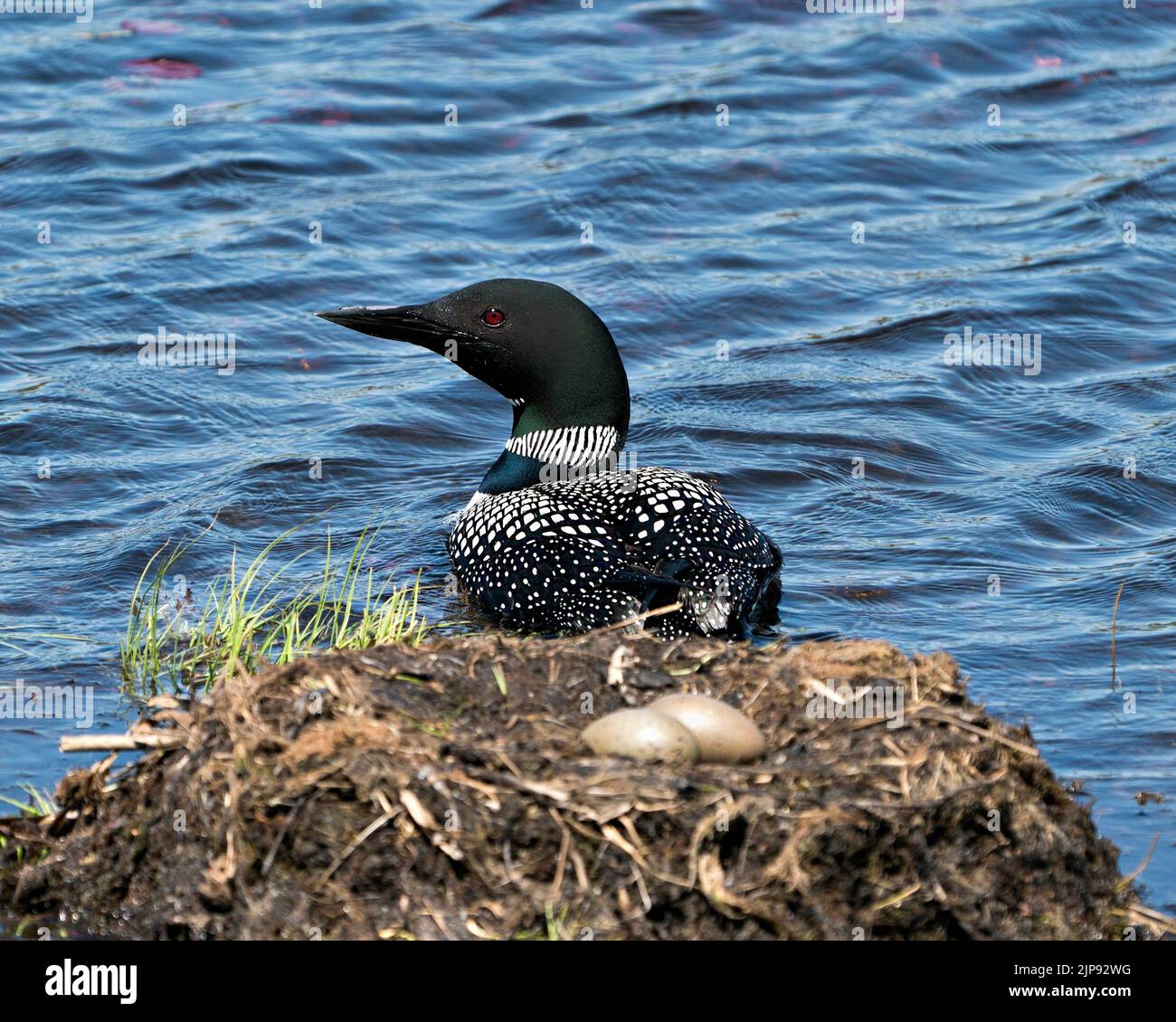 Loon swimming by her nest with two blur brown eggs in the nest with ...