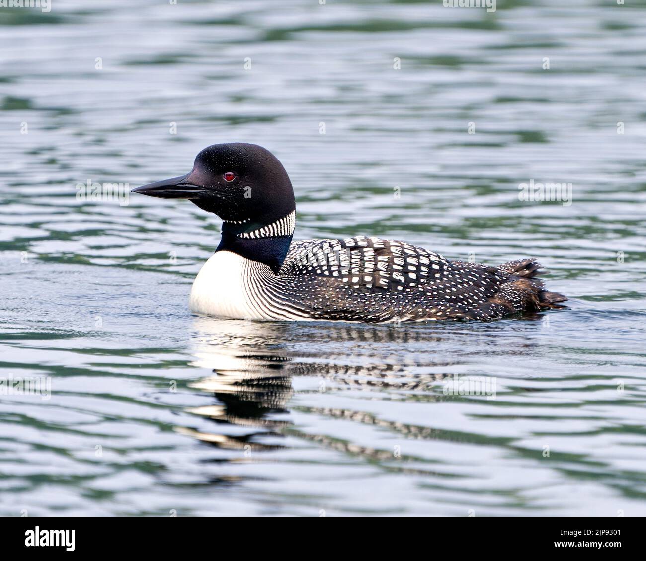 Common Loon male swimming with a water reflection in its environment and surrounding habitat ...