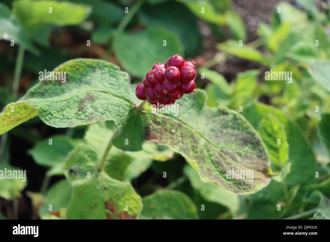Urban plant, Oslo, Norway Stock Photo - Alamy