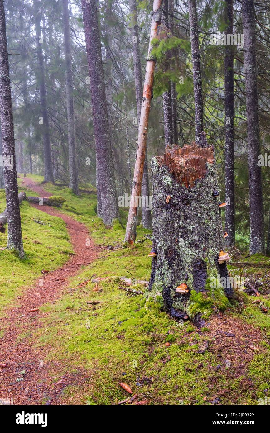 Tree stump by a footpath in a woodland Stock Photo - Alamy