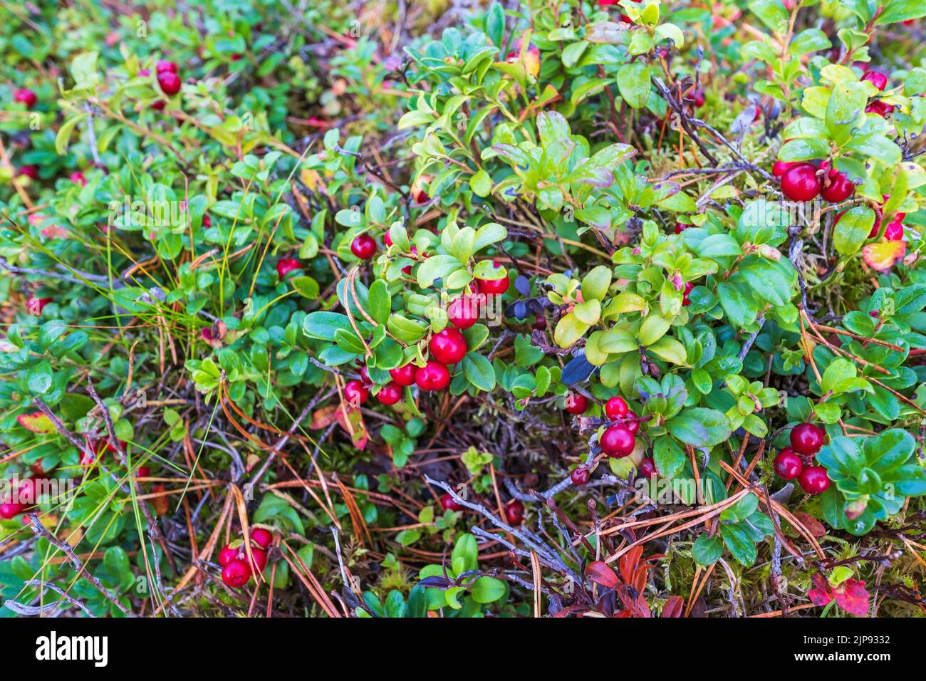 Red berries cowberry bushes hi-res stock photography and images - Alamy