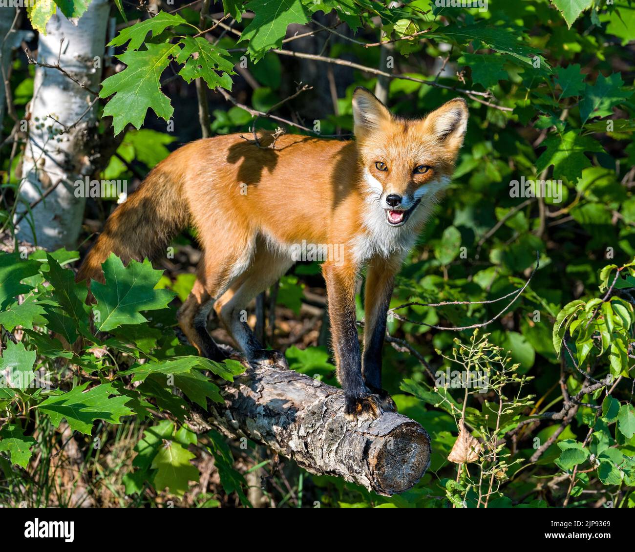 Red Fox on a log and basking in the late evening sun light in its ...