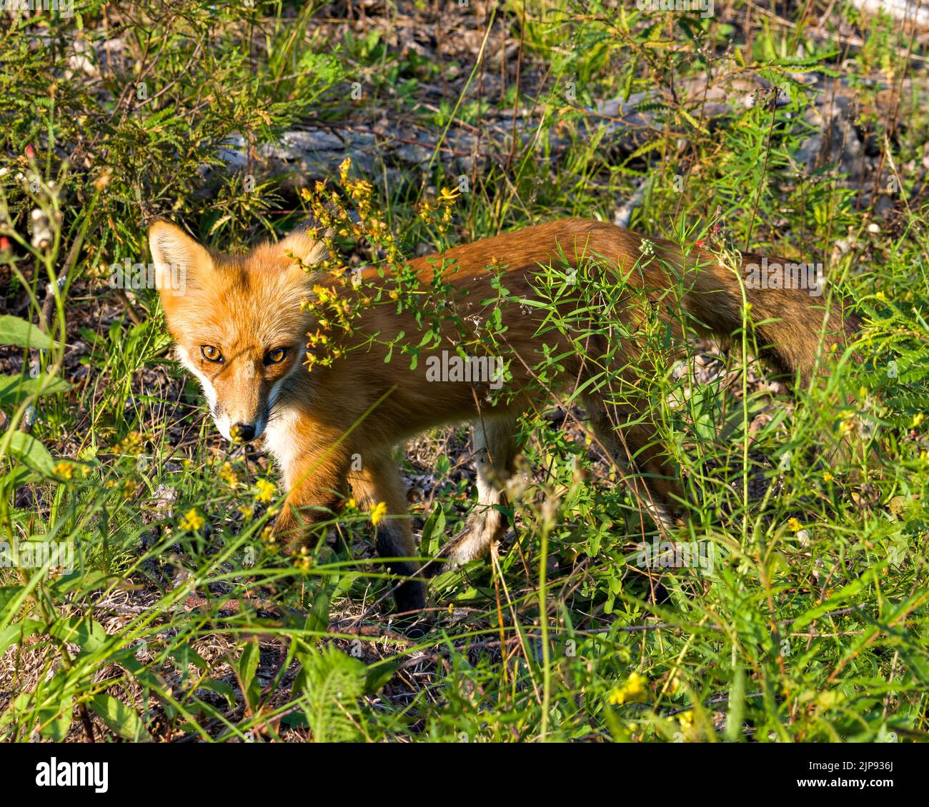 Red Fox basking in the last rays of the setting evening sun in its ...