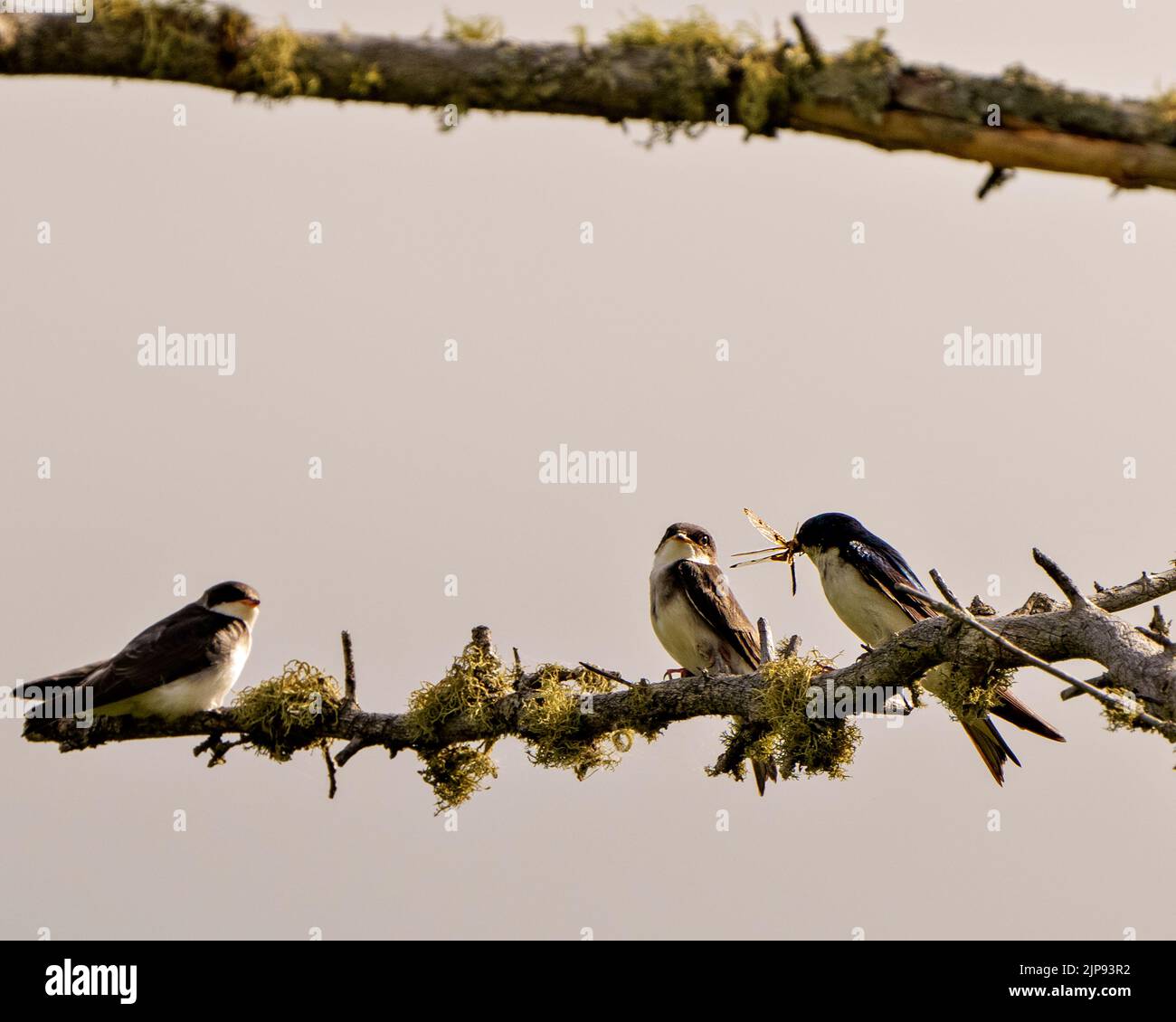 Swallow adult feeding young baby bird on a branch with spread wings ...