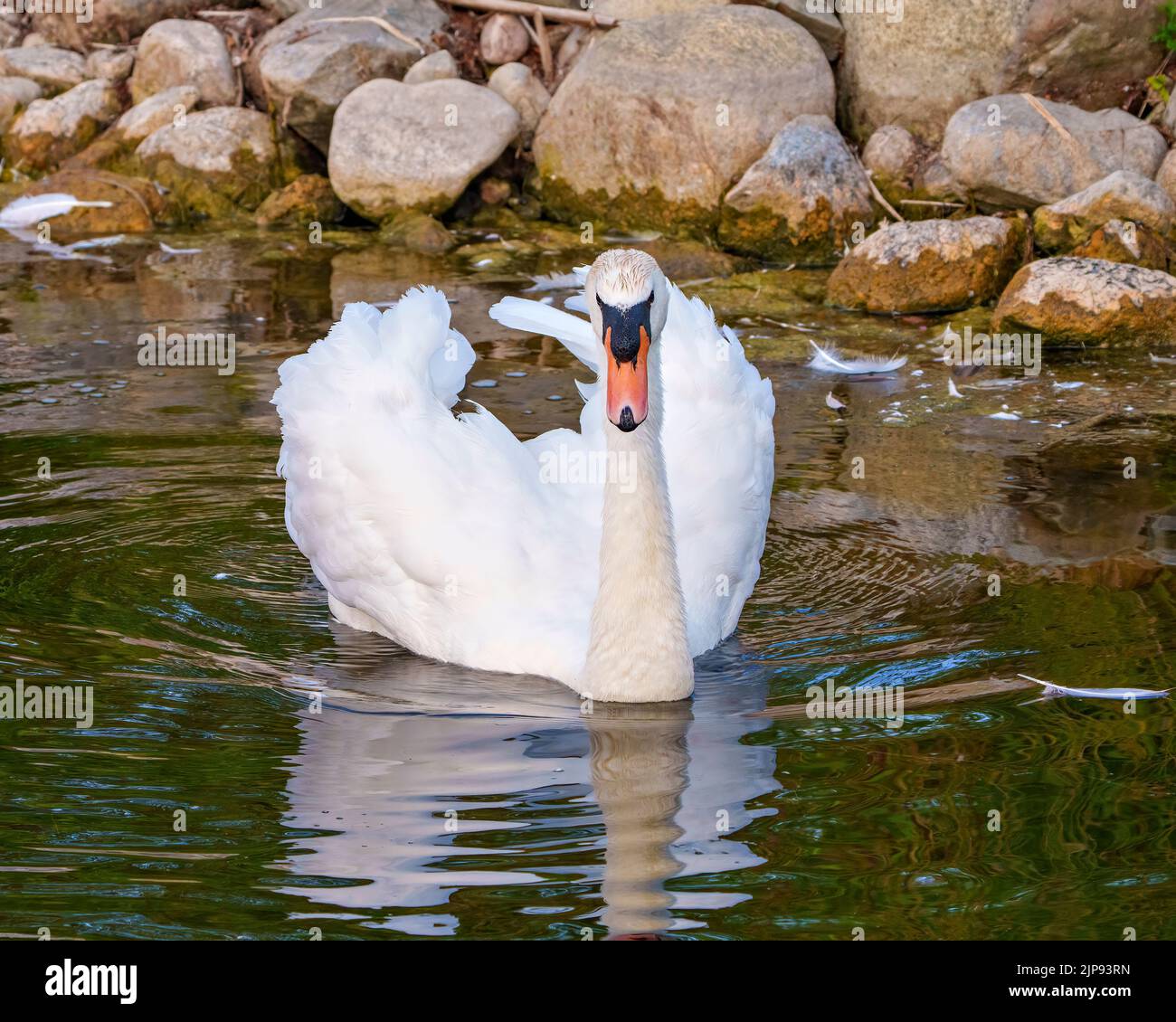 Swan Mute bird swimming with open wings with rocks and foliage ...