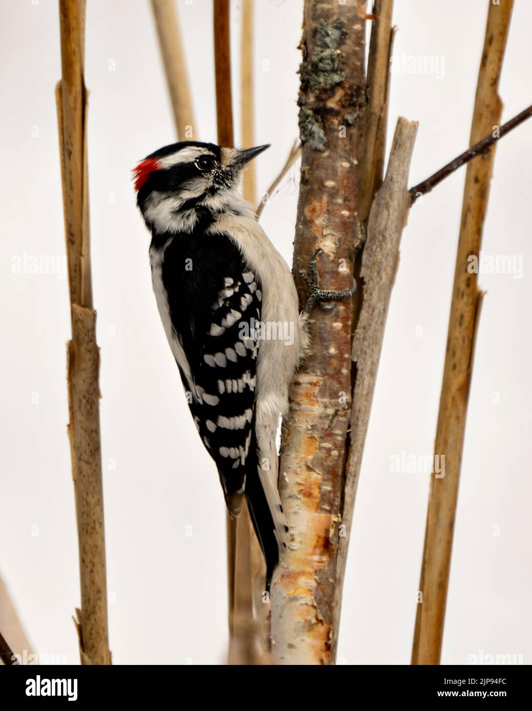 Downy Woodpecker male on a tree trunk with a blur background in its ...