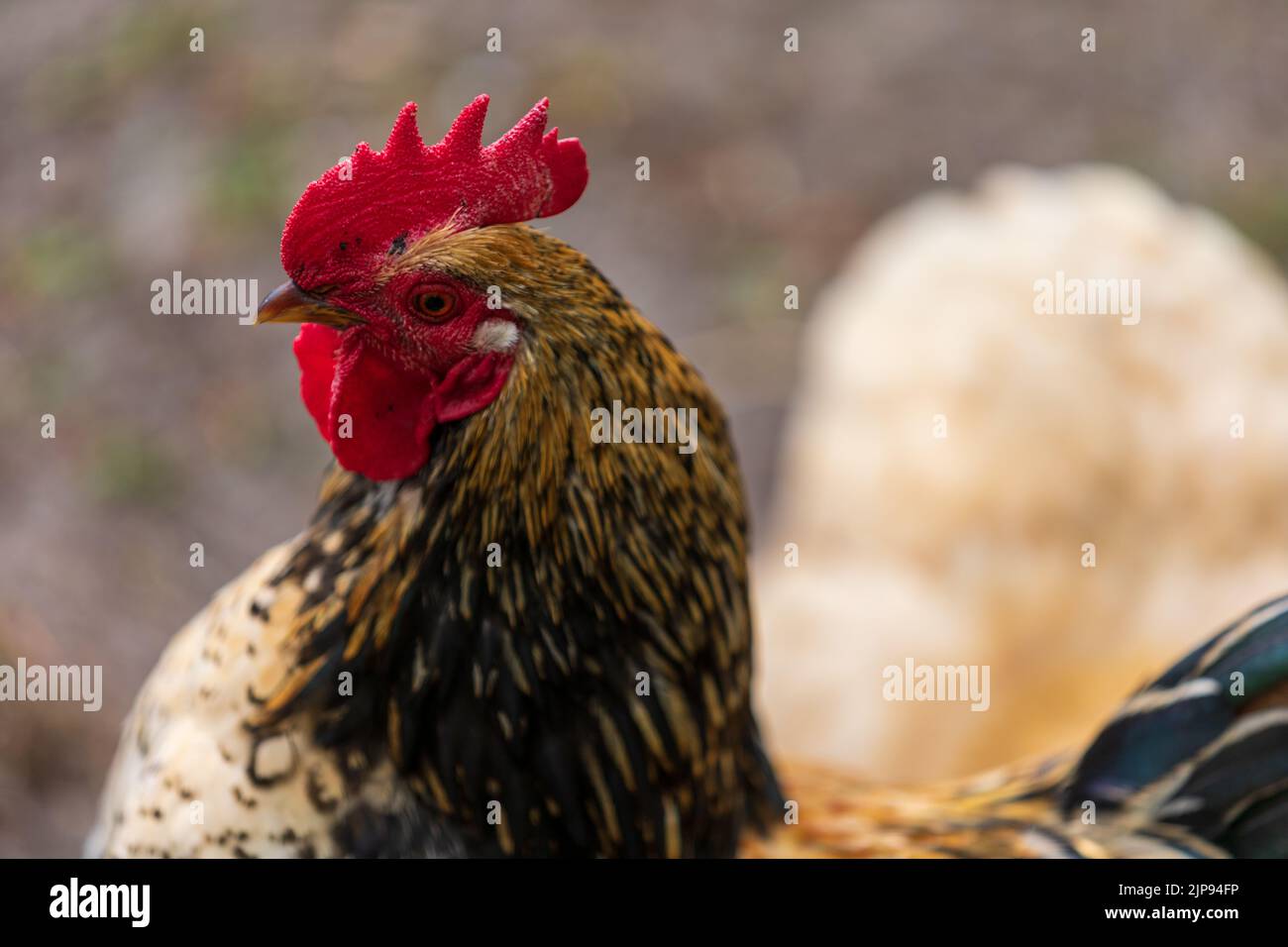 Bantam rooster hi-res stock photography and images - Alamy