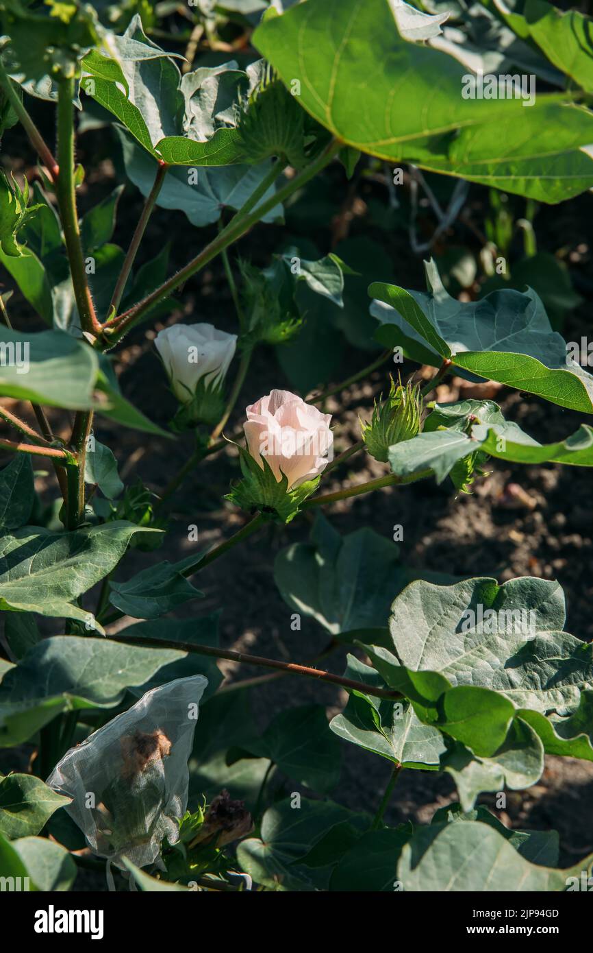 Cotton plants in the farm. Cotton flower in the cotton field Stock ...