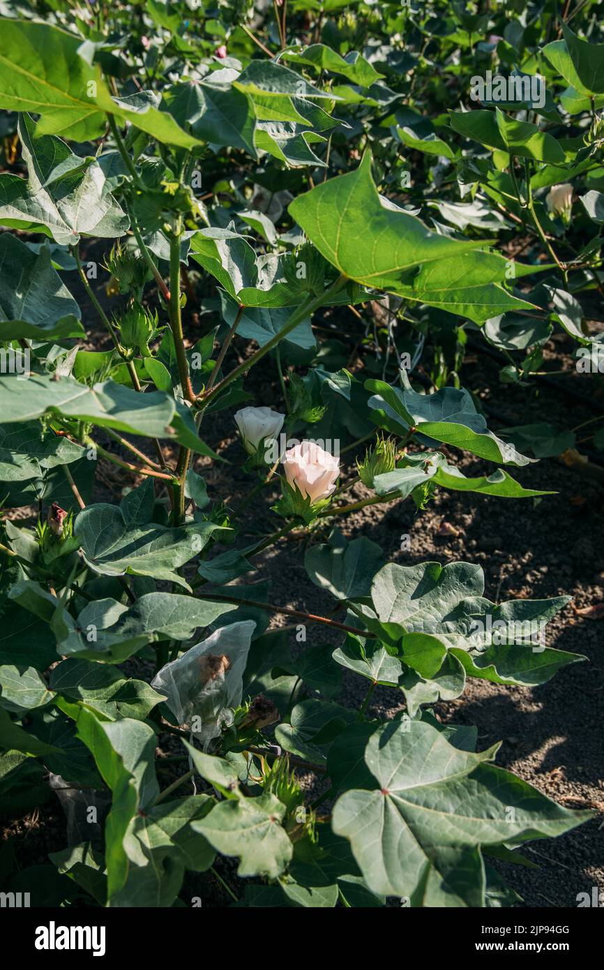 Cotton plants in the farm. Cotton flower in the cotton field Stock ...