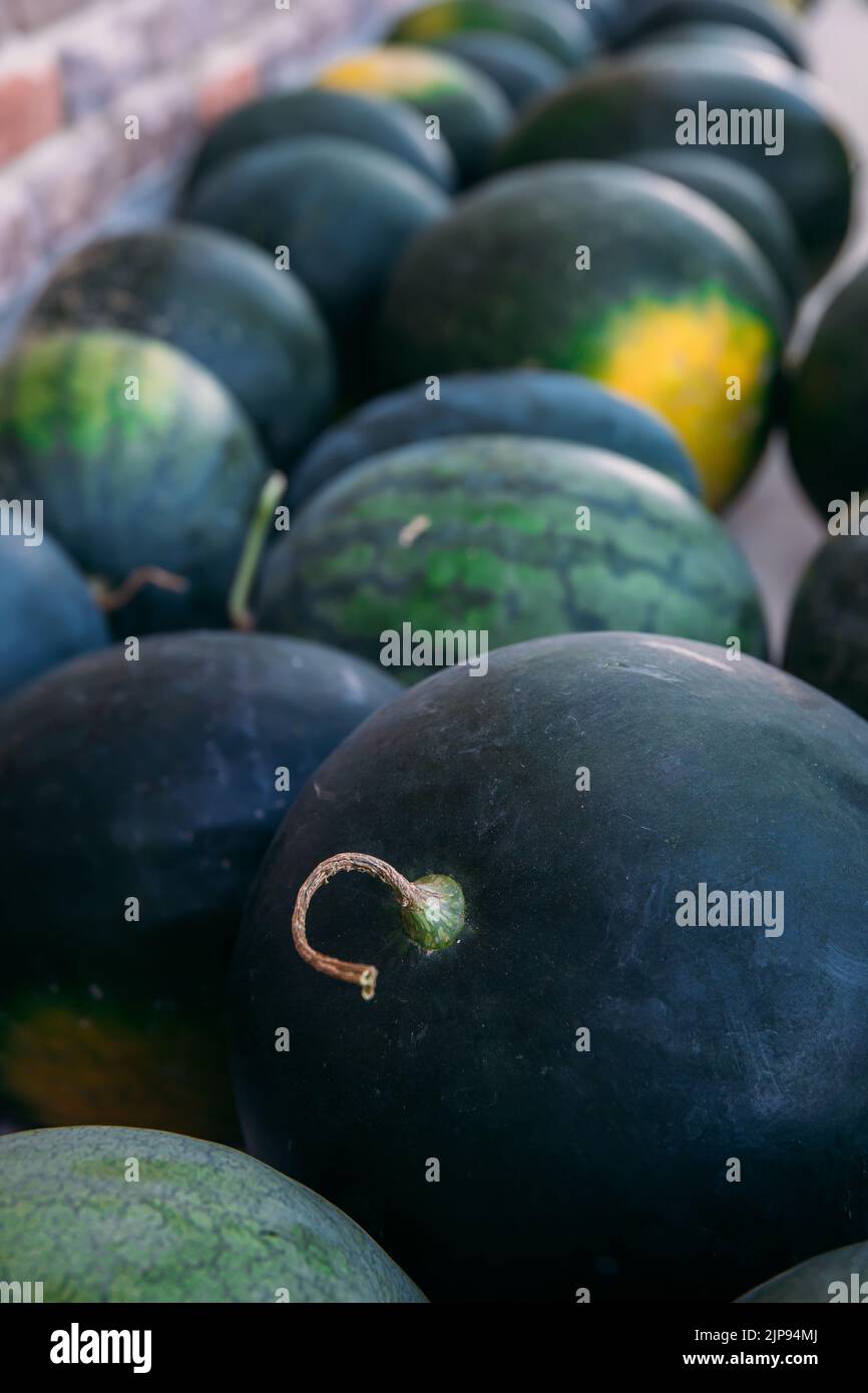 Group of Ripe and sweet Watermelons in the greenhouse. Watermelon ...