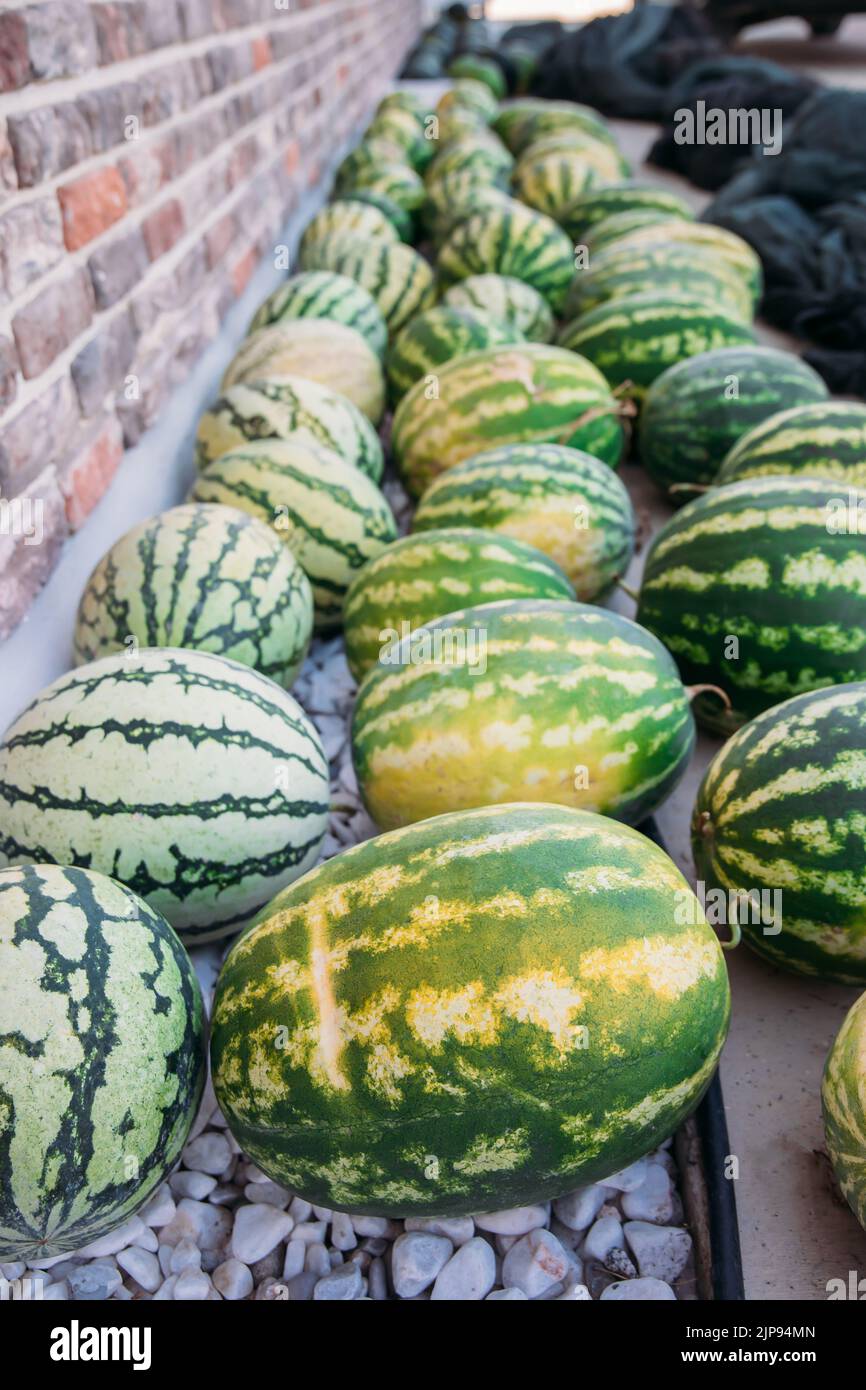 Group of Ripe and sweet Watermelons in the greenhouse. Watermelon ...