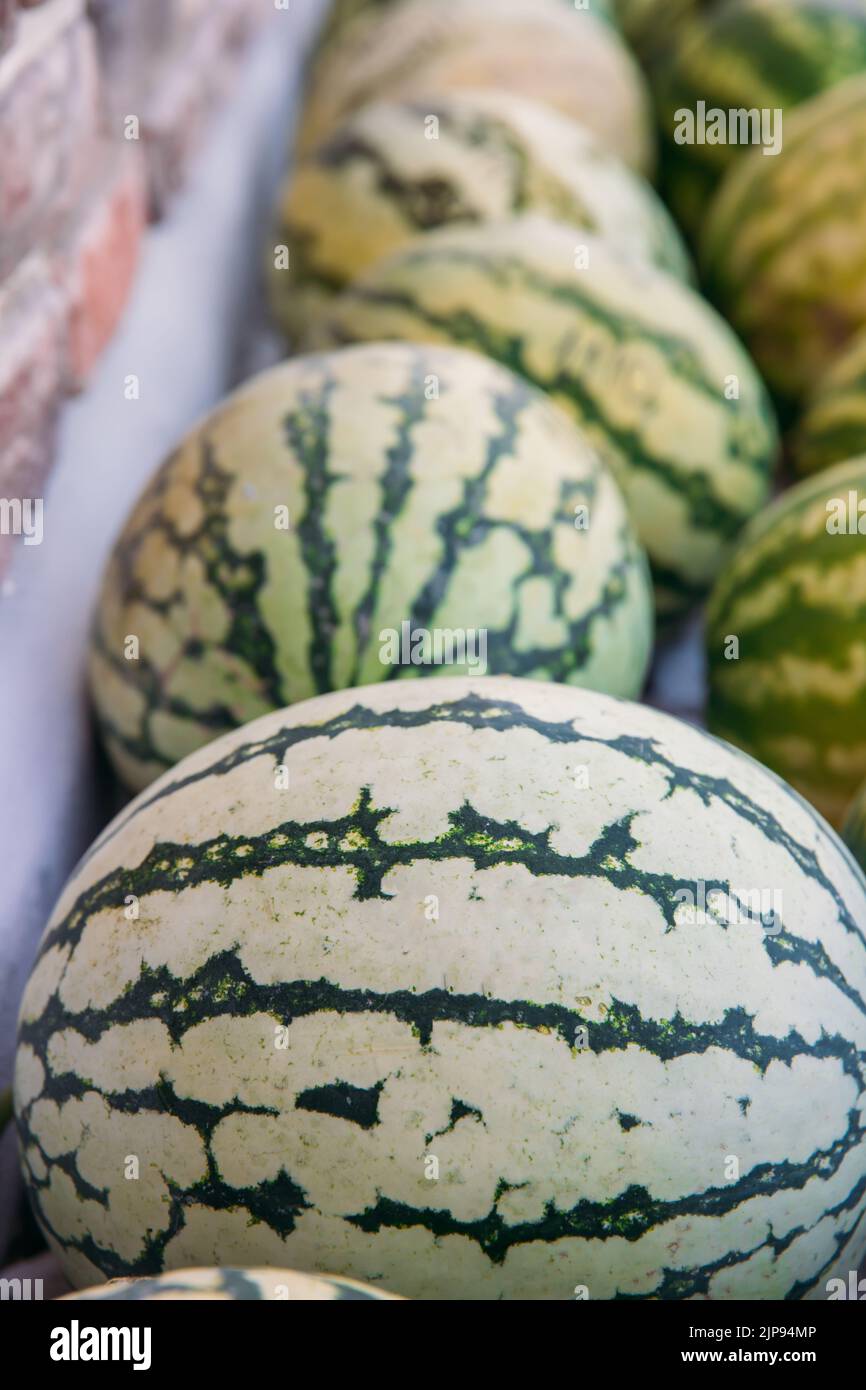 Group of Ripe and sweet Watermelons in the greenhouse. Watermelon ...