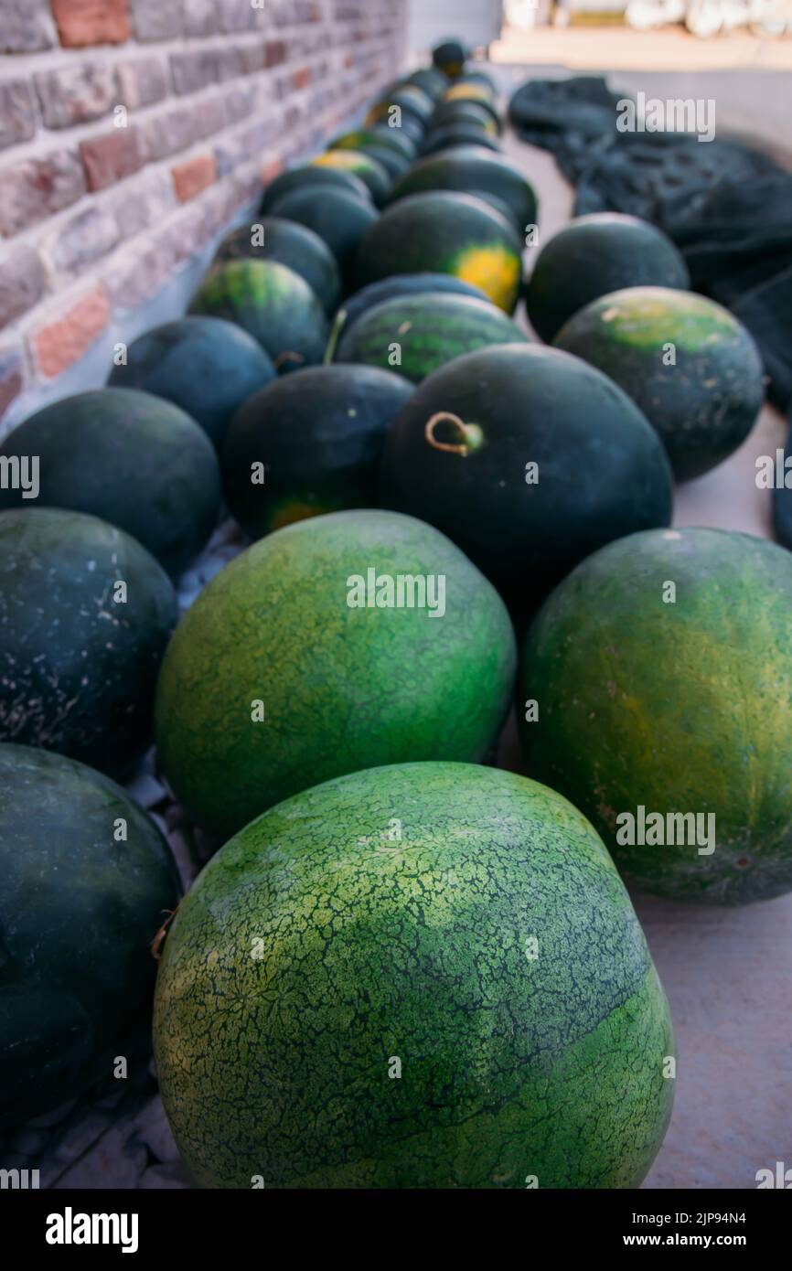 Watermelon harvesting hi-res stock photography and images - Alamy