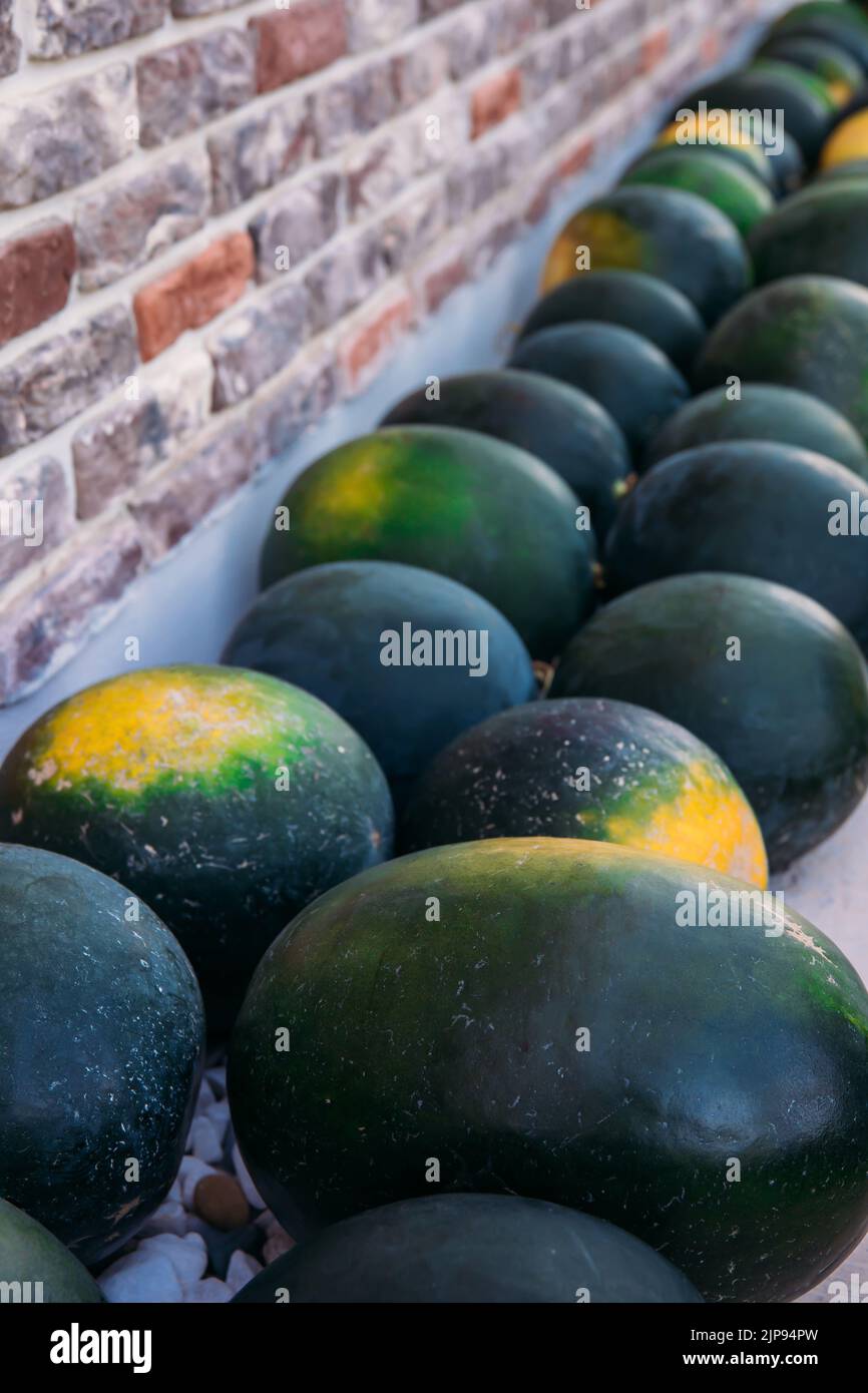 Group of Ripe and sweet Watermelons in the greenhouse. Watermelon ...