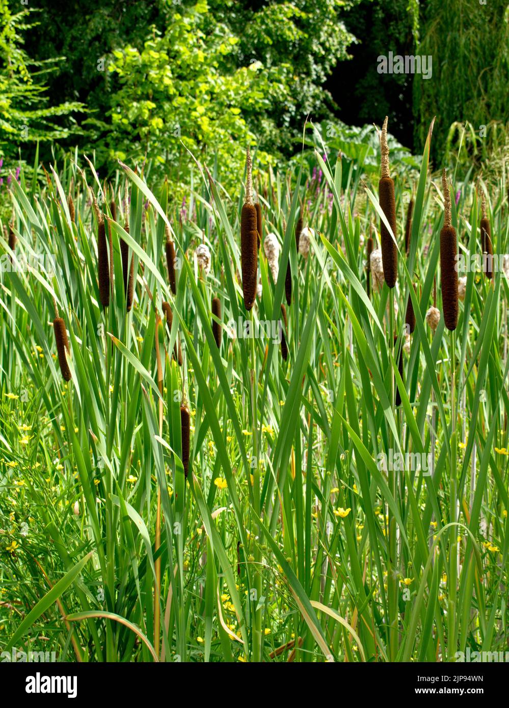 Bulrush leaf hi-res stock photography and images - Alamy