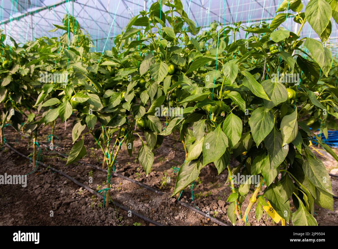 Pepper Plants in the pepper farm or field. Peppers in the farm Stock ...