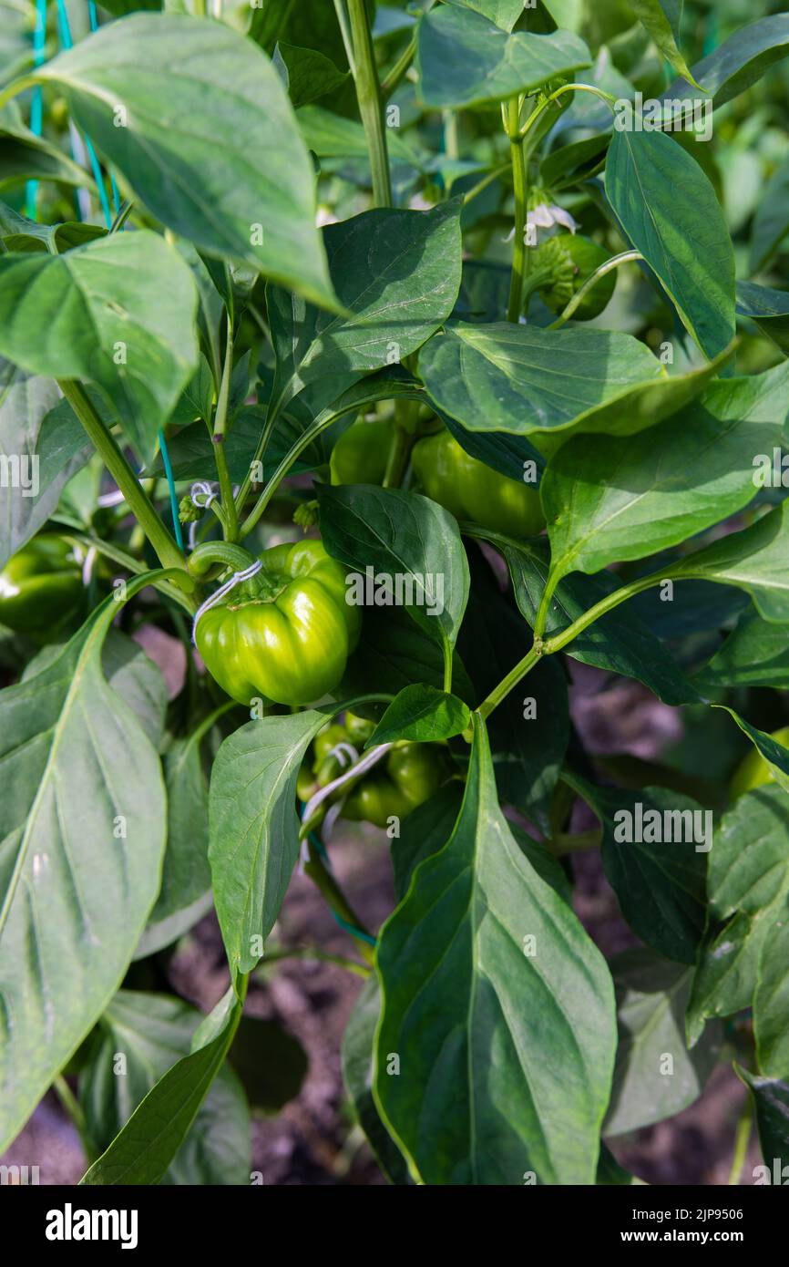 Red capia peppers hi-res stock photography and images - Alamy